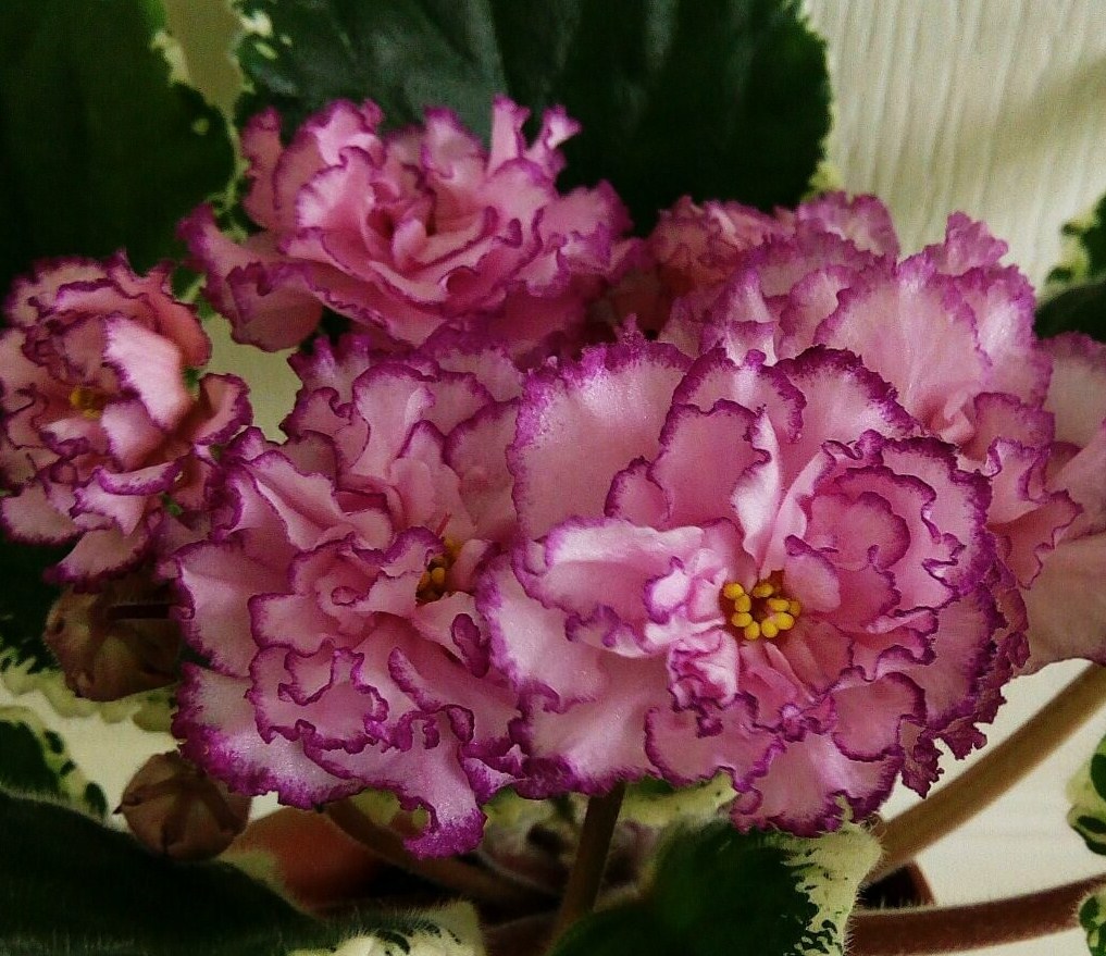 Украинская Селекция